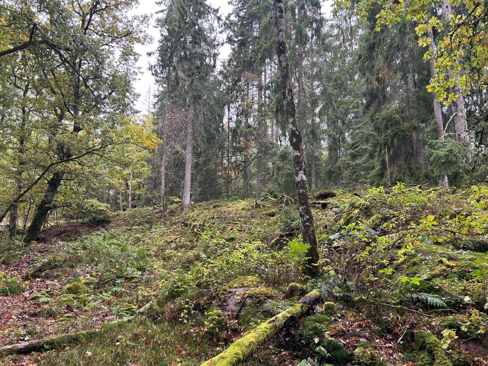 Möte med Skogsgruppen – Naturskyddsföreningen i Göteborg