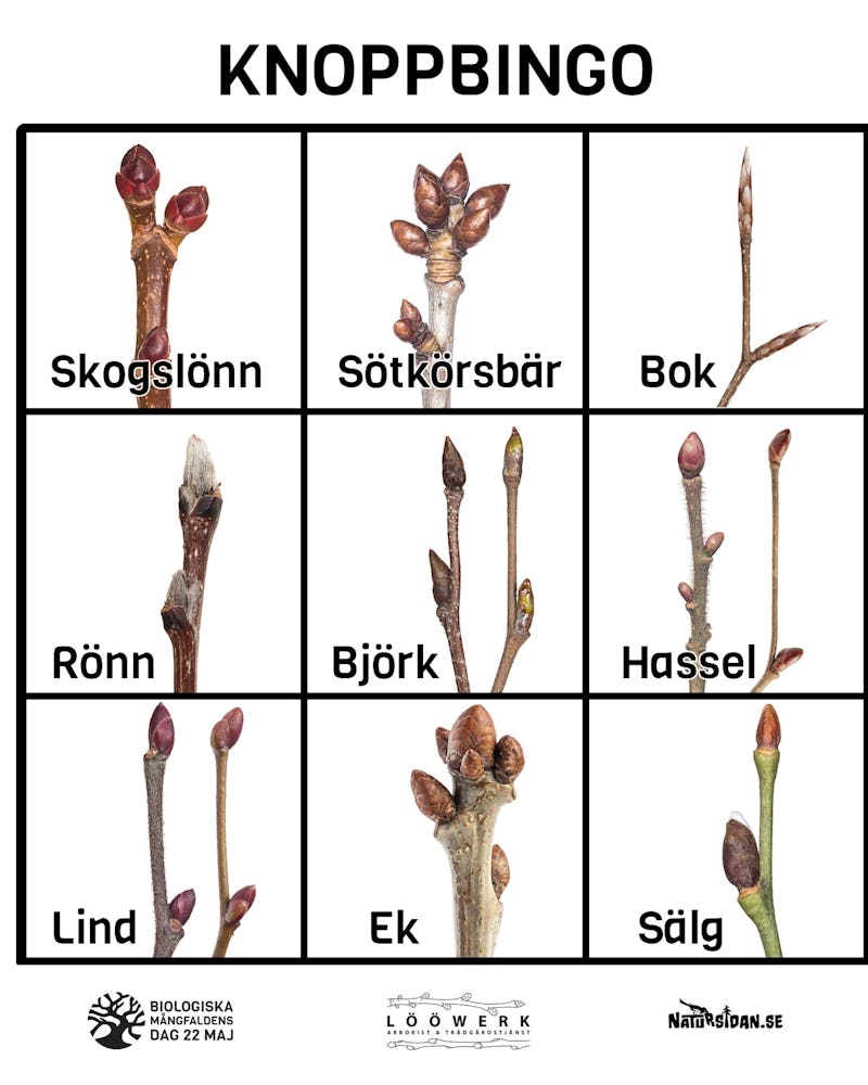 Knopp-bingo på Dansholmen 17 mars – Naturskyddsföreningen i Göteborg